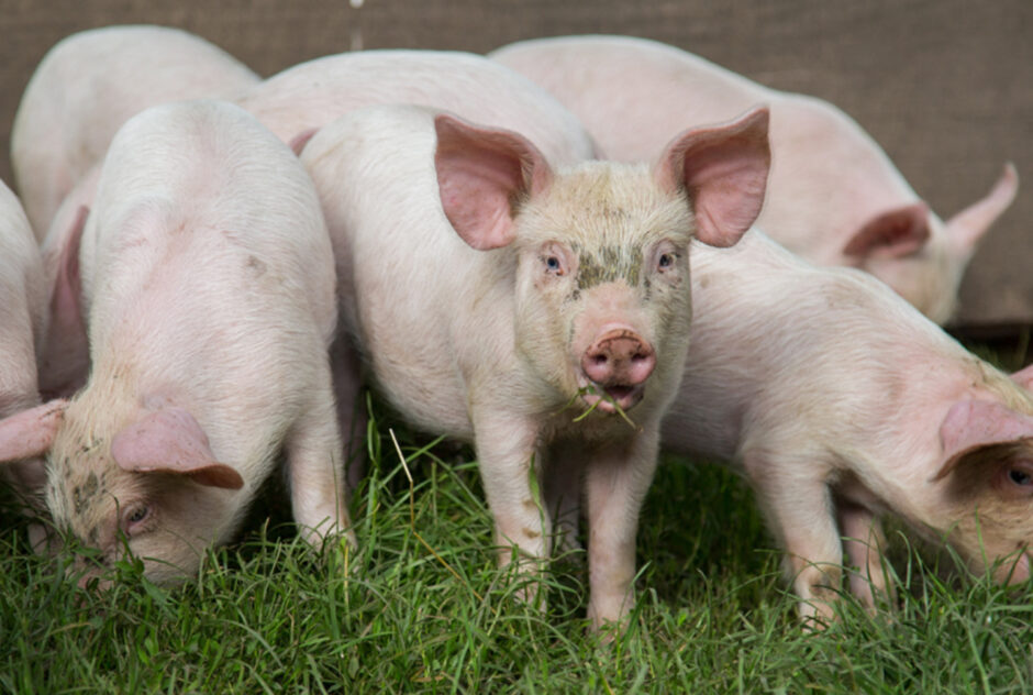 Dr. Leyla Soleymani – Faculty of Engineering