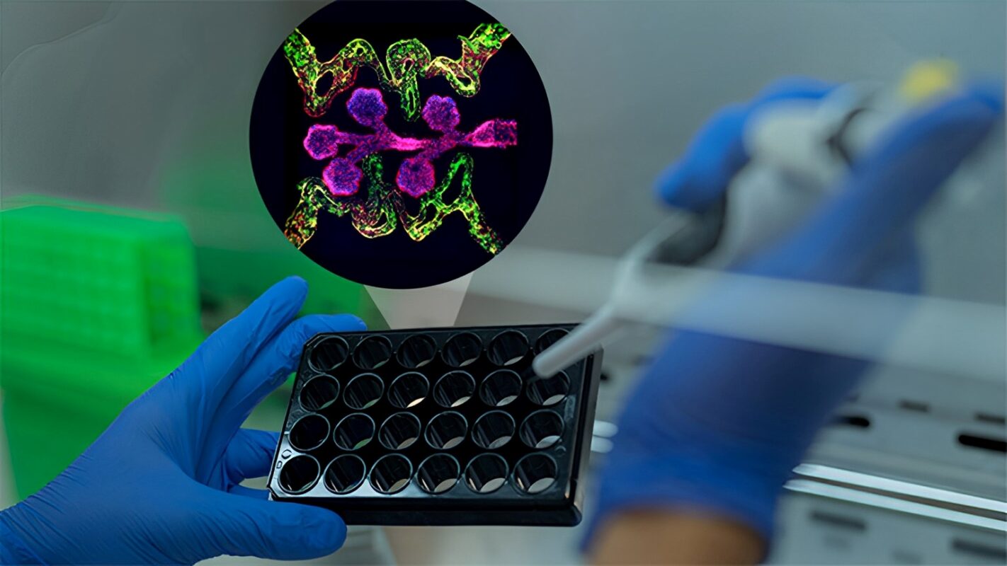 Clinical trial on a plate: Researchers to create new “breathing” lung ...